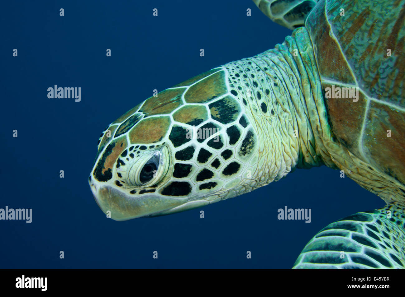 Green turtle (Chelonia mydas) portrait. Sipadan Island, Semporna, Sabah ...