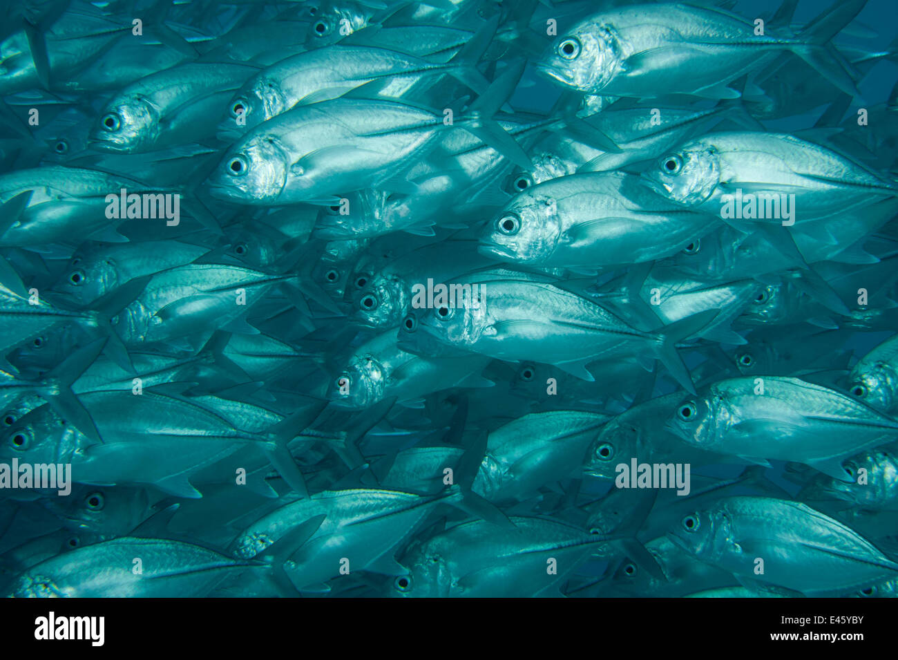 School of Bigeye jacks / trevally (Caranx sexfasciatus). Misool, Raja ...