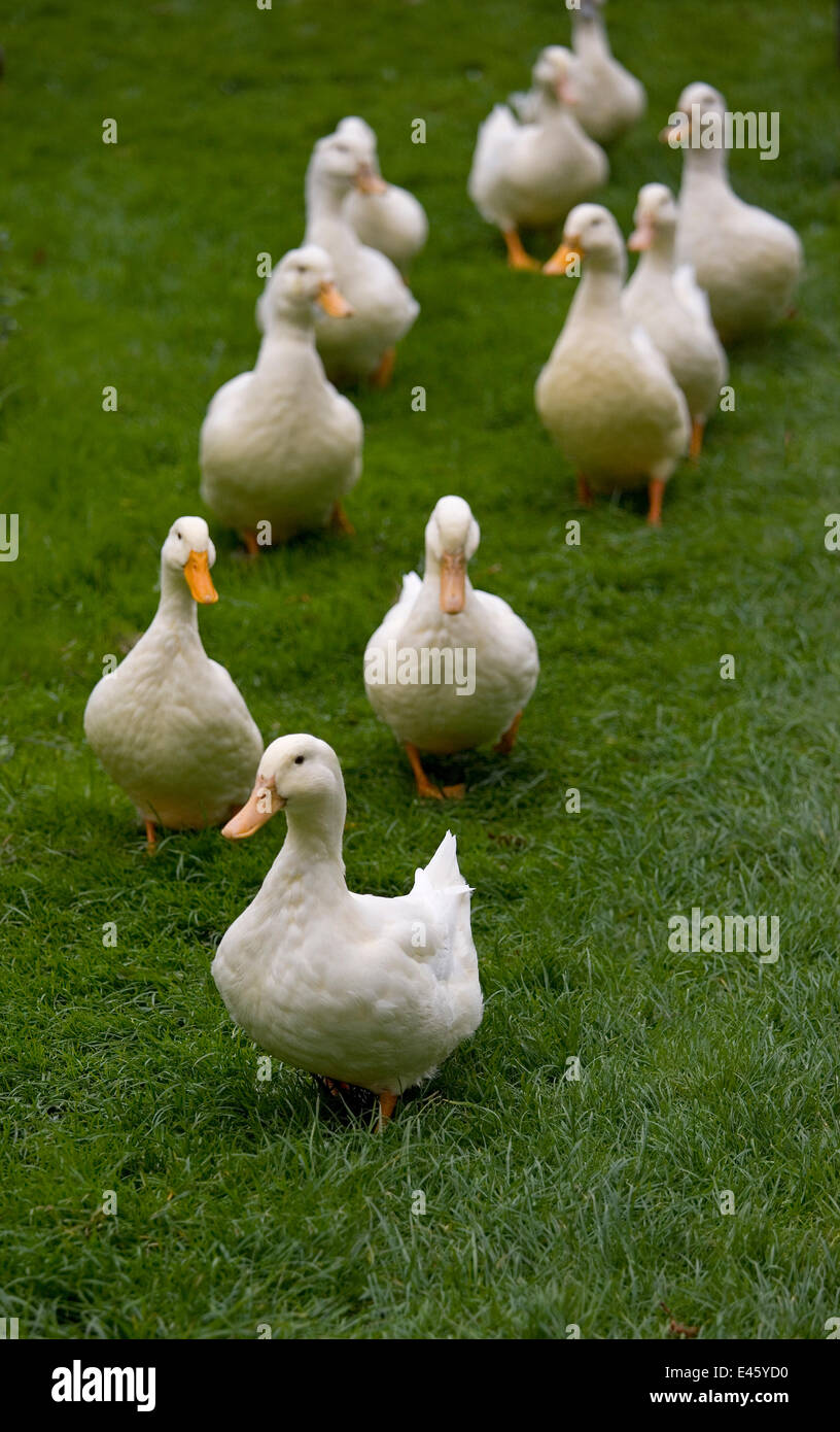 Aylesbury ducks following in a line on village green, Weedon ...