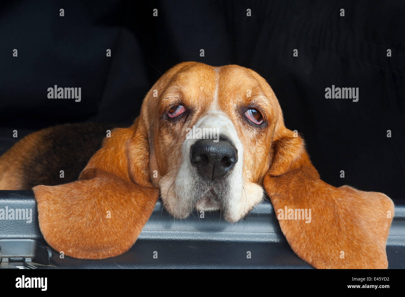 Basset hound, portrait, resting head on back of car, eyes half closed ...