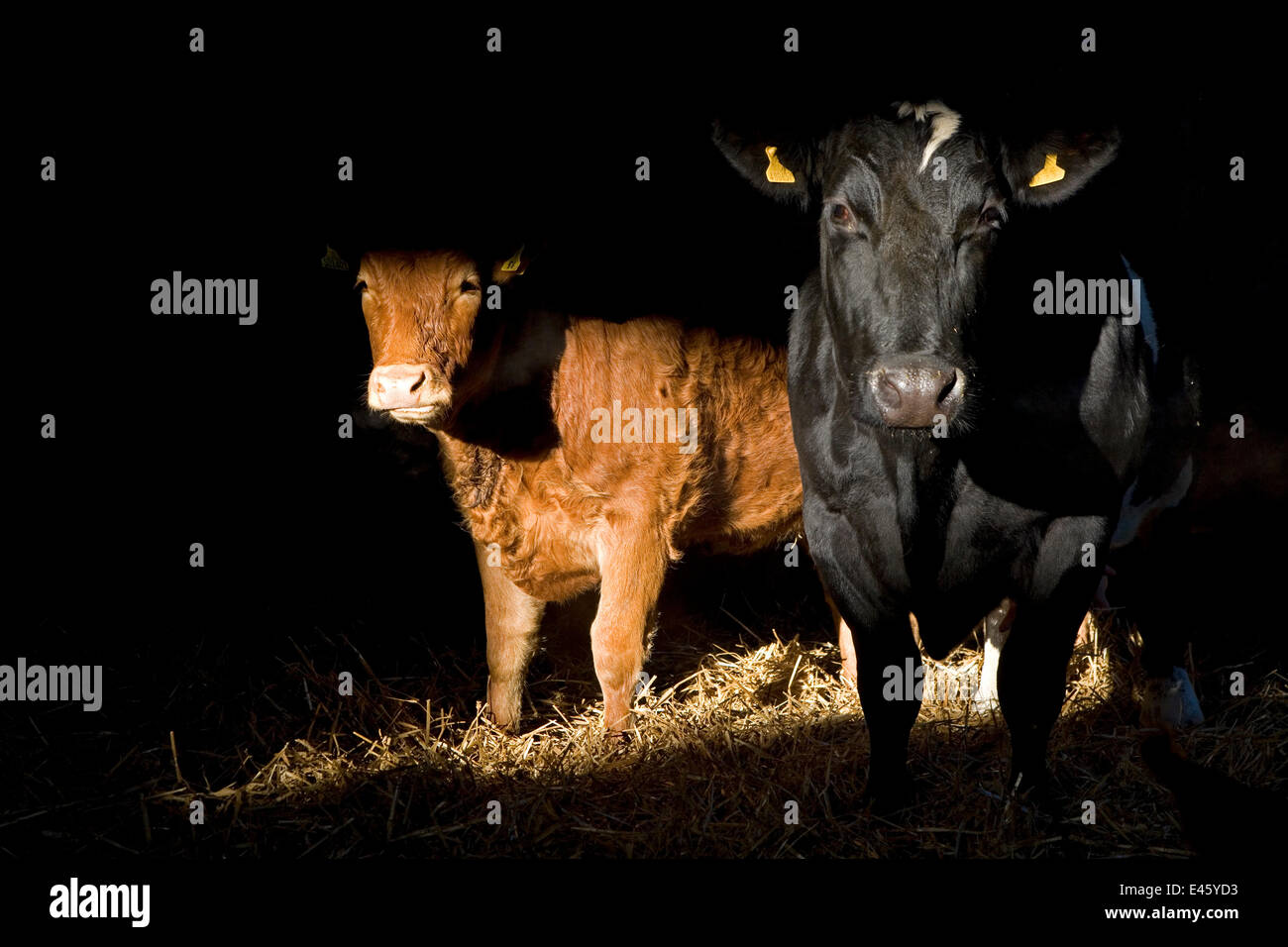 Beef cattle shed uk hi-res stock photography and images - Alamy