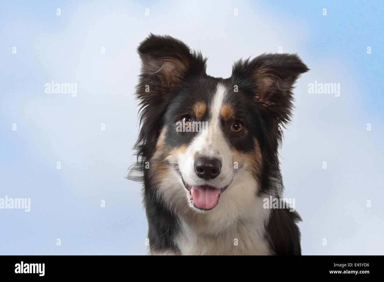 Border collie, head portrait, Norfolk, UK, May Stock Photo - Alamy