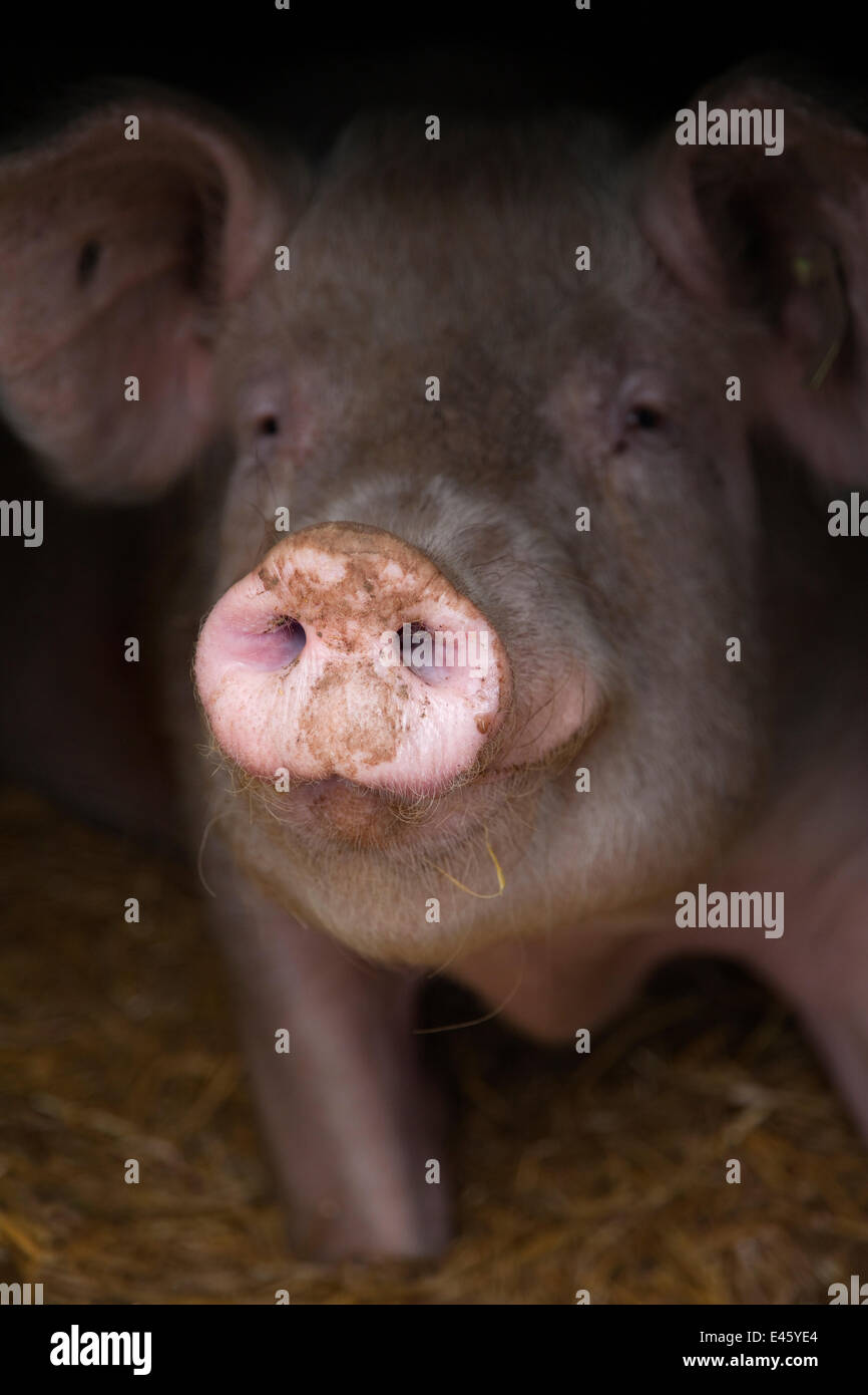 Hybrid pigs hi-res stock photography and images - Alamy