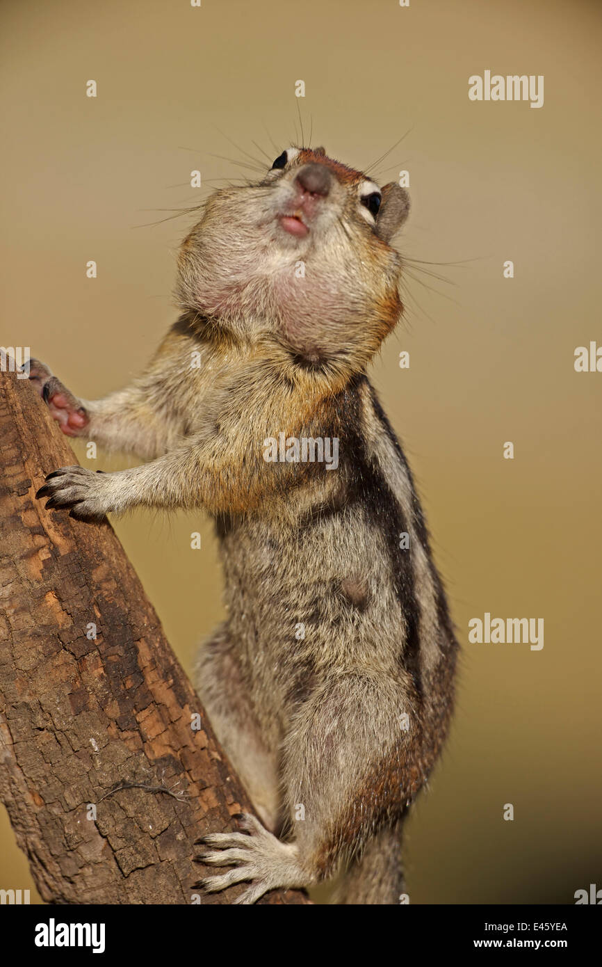 Golden-mantled ground squirrel (Spermophilus lateralis) with very full ...