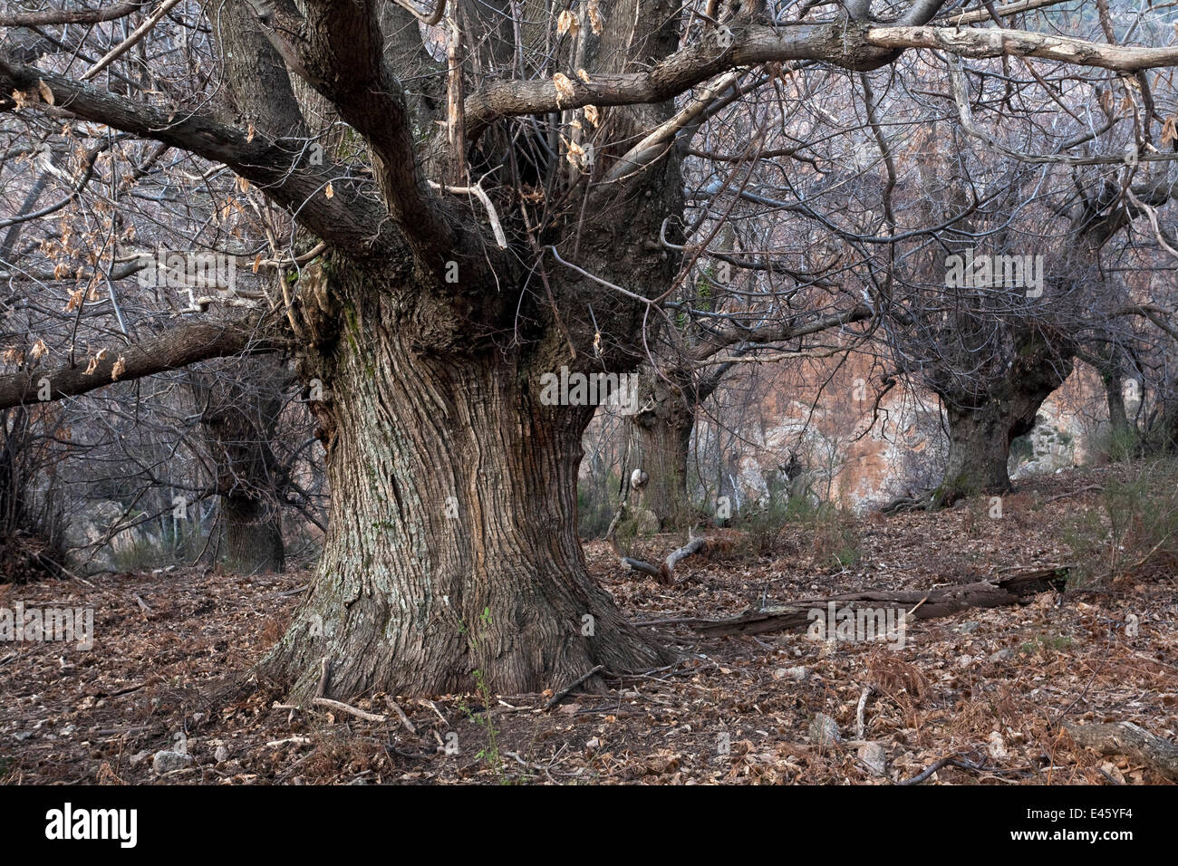Ancient Sweet Chestnut trees (Castanea sativa) growing in the Spelunca ...