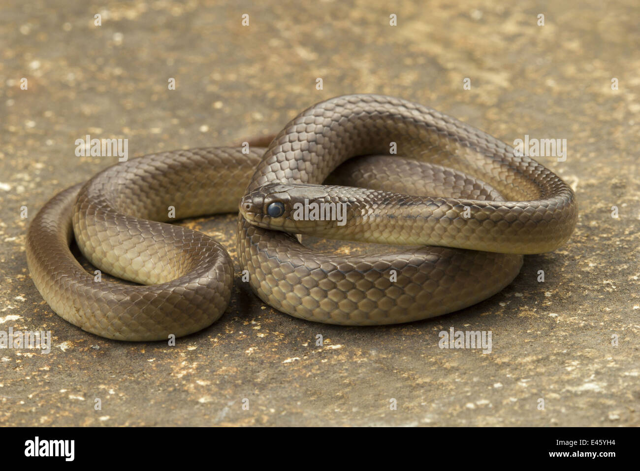 Lesser striped necked snake, Liopeltis calamaria, Rare, Mahabaleshwar ...