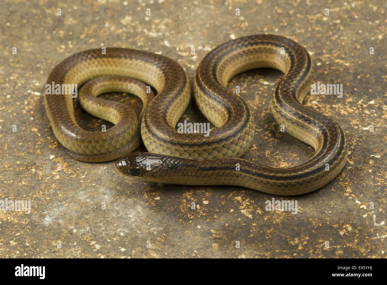 Lesser striped necked snake, Liopeltis calamaria, Rare, Mahabaleshwar ...
