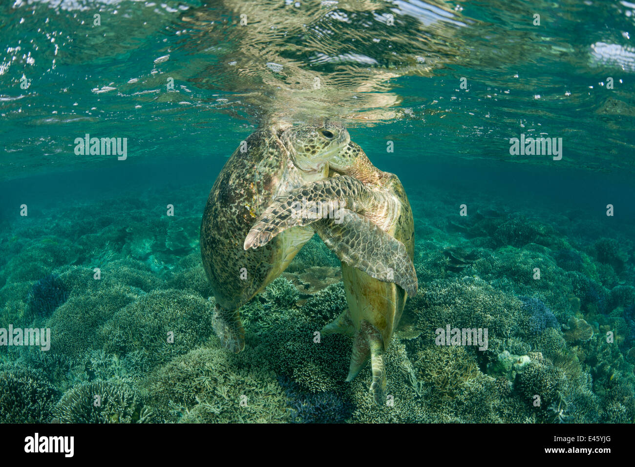 Green sea turtles pair hi-res stock photography and images - Alamy