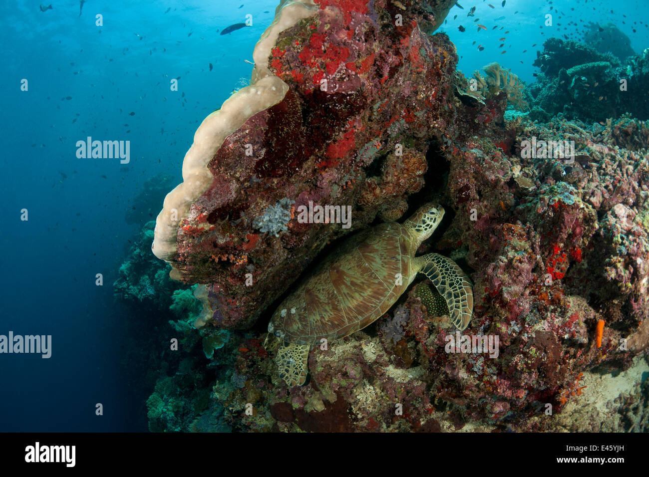 Green sea turtle (Chelonia mydas) resting in a crevice in the coral ...