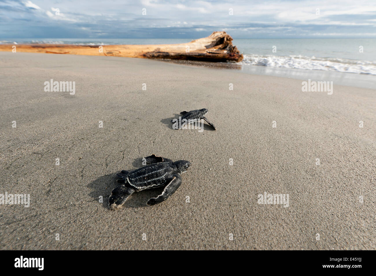 Leatherback baby sea turtle hi-res stock photography and images - Alamy