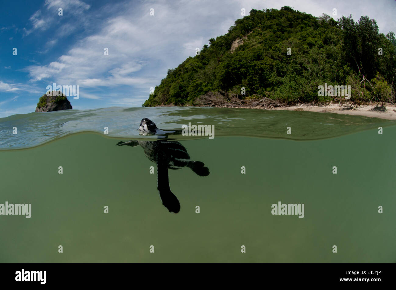 Leatherback turtle swimming hi-res stock photography and images - Alamy