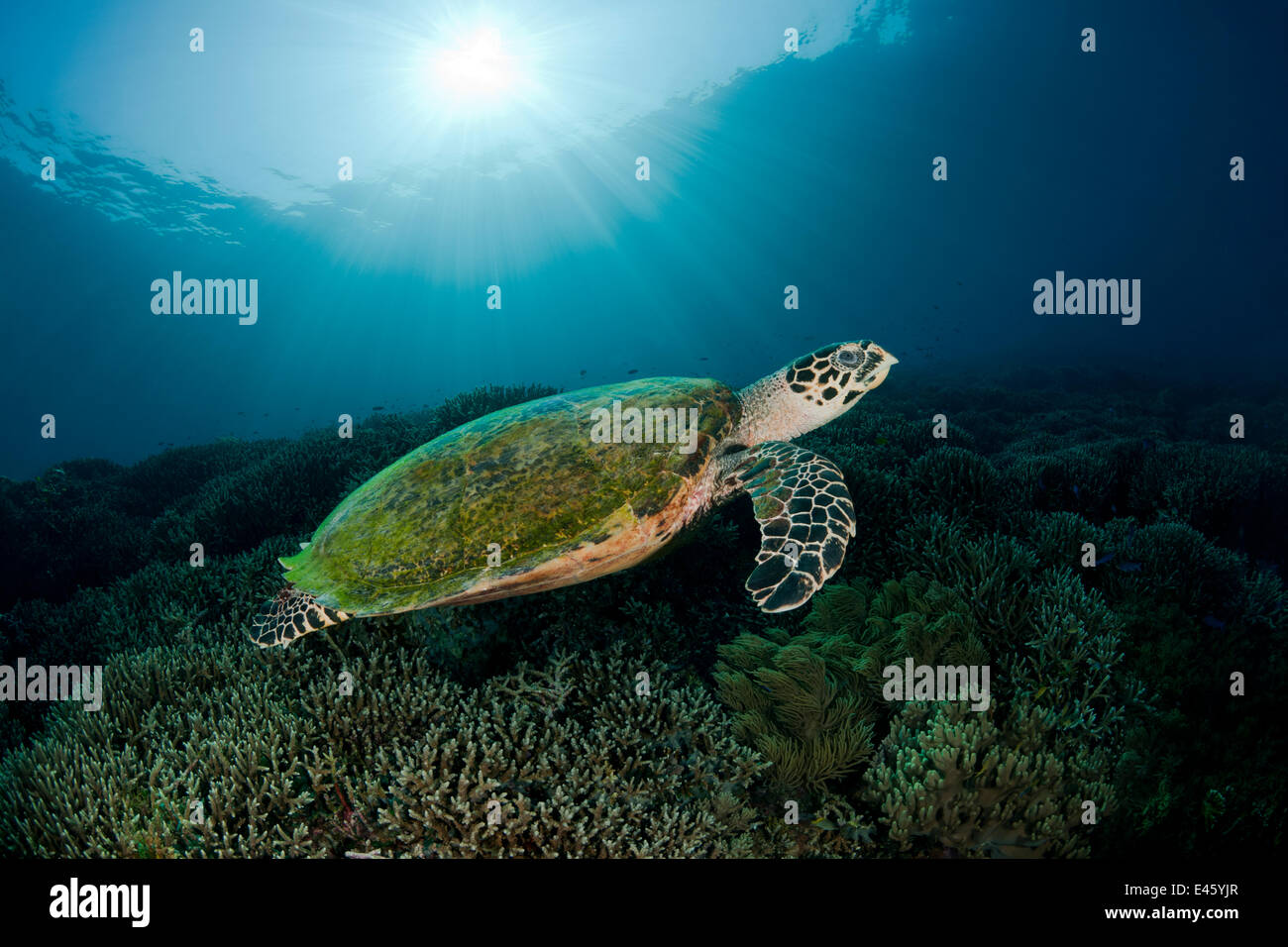 Hawksbill sea turtle eretmochelys imbricata swims over coral reef hi ...