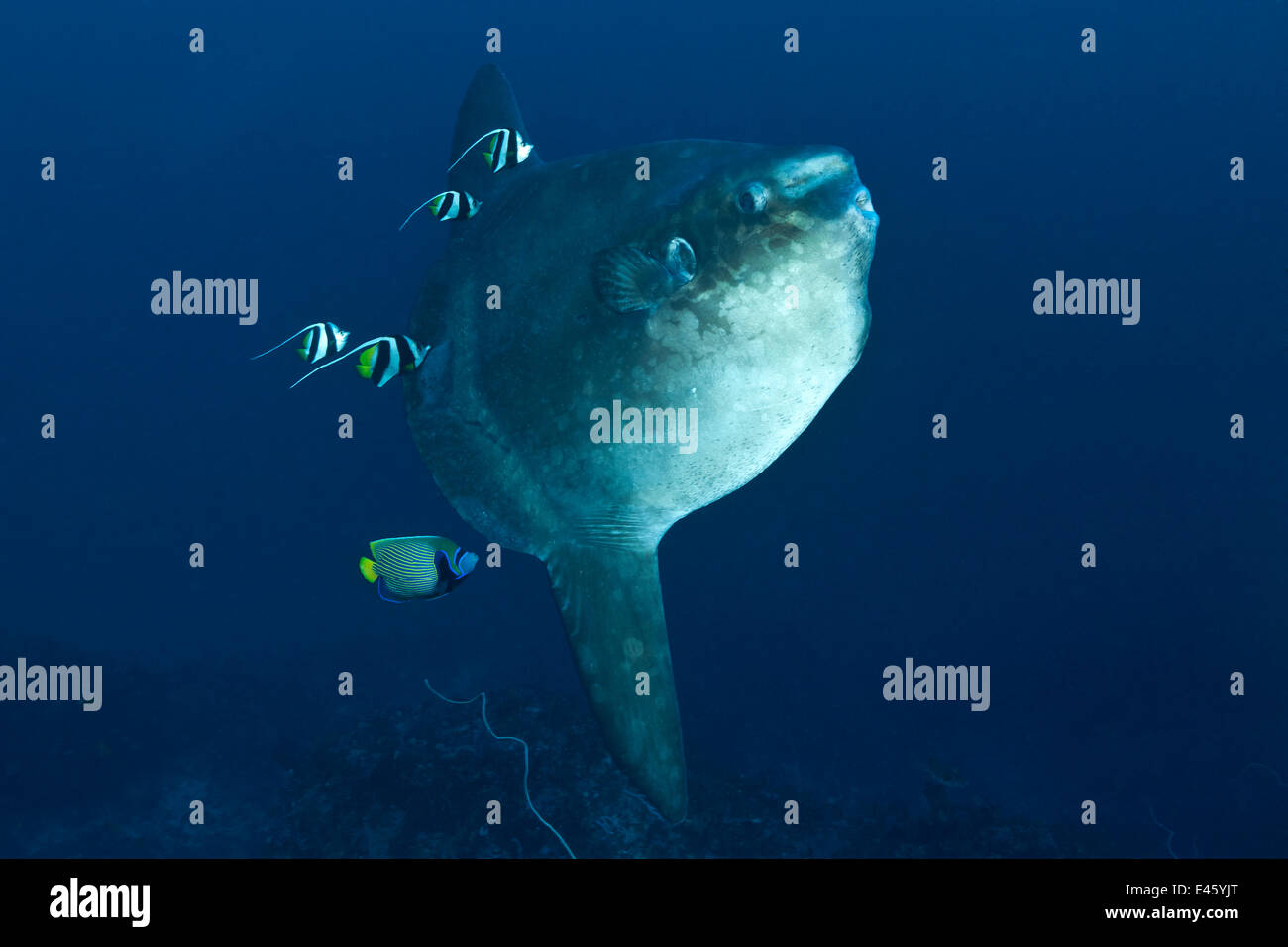 Mola mola fish pacific hi-res stock photography and images - Alamy