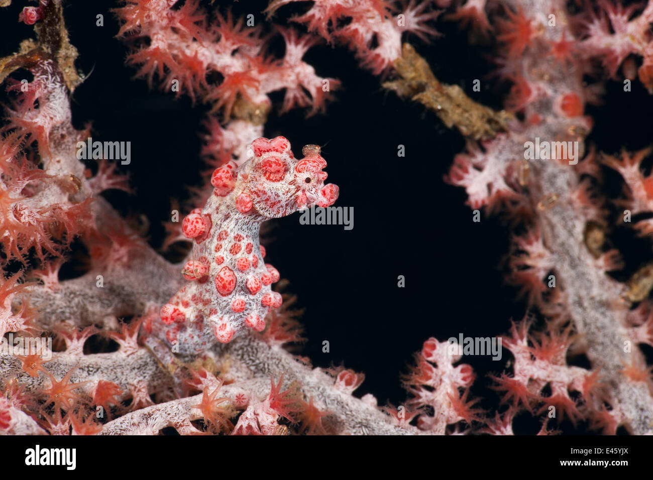 Pygmy Seahorse Camouflage