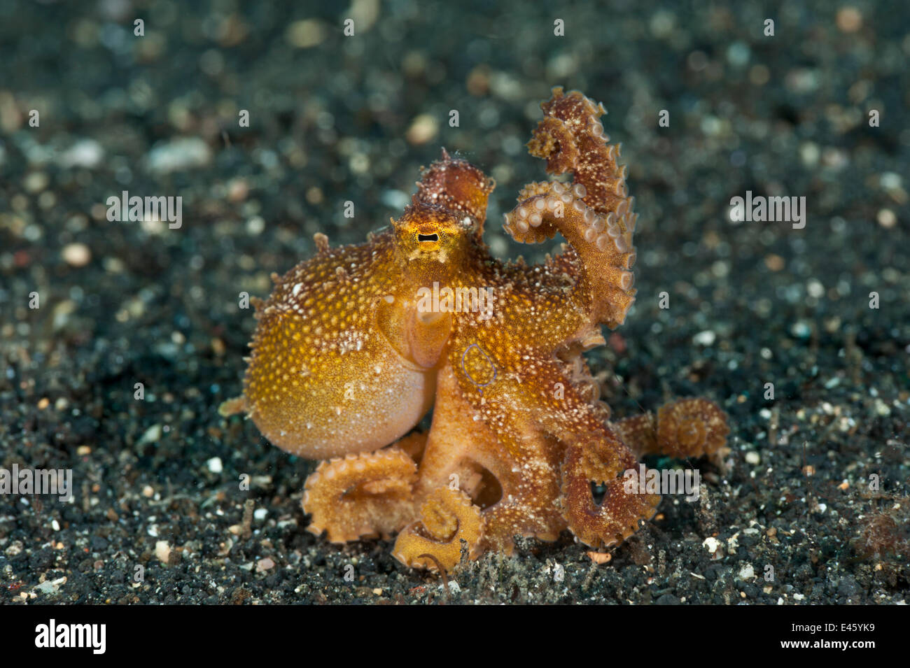 Poison ocellate octopus (Octopus mototi) on seabed. Lembeh Strait ...