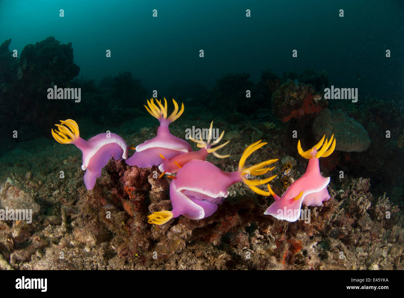 Nudibranchs (Hypselodoris / Chromodoris bullocki) mating and laying ...