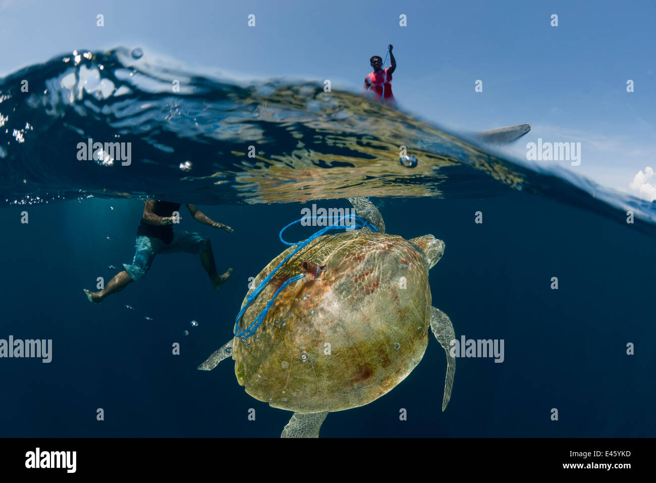 Local fishermen capturing a sea turtle for food, Kei islands, Moluccas ...