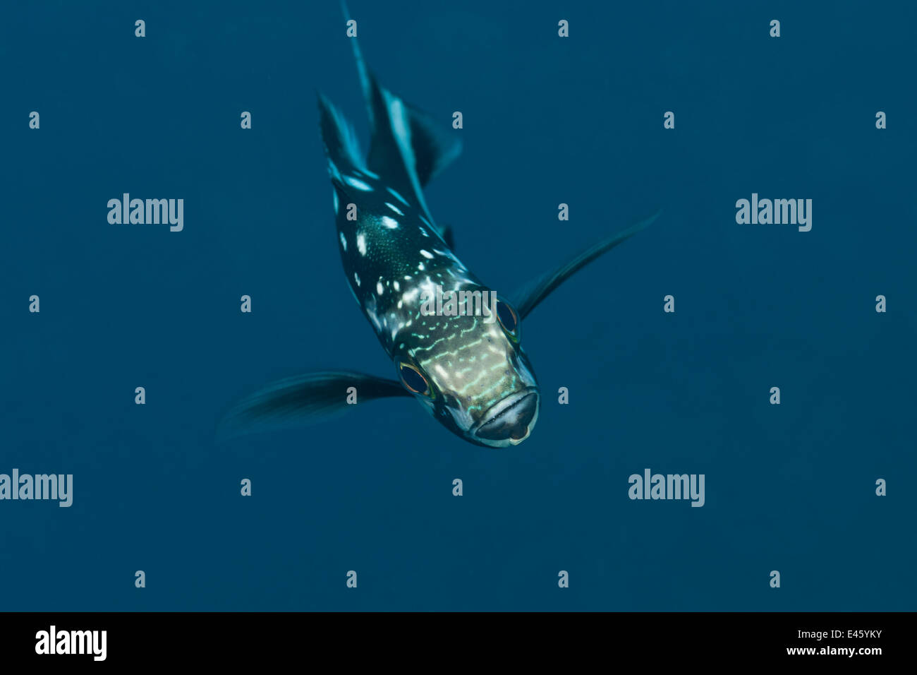 Midnight snapper (Macolor macularis) juvenile swimming towards the ...