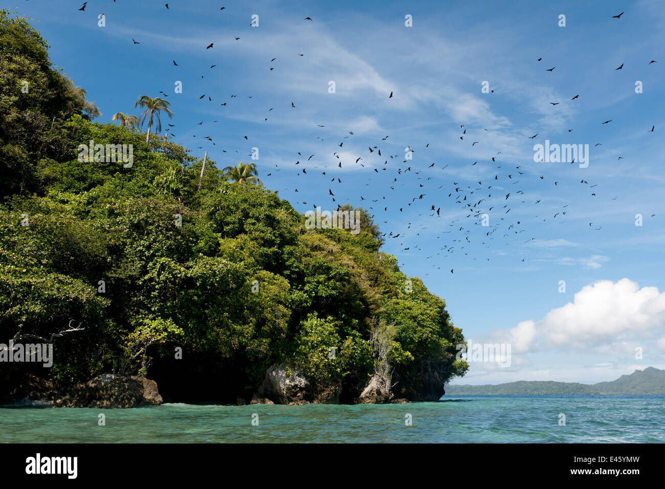 Fruit bats megachiroptera flying out hi-res stock photography and ...