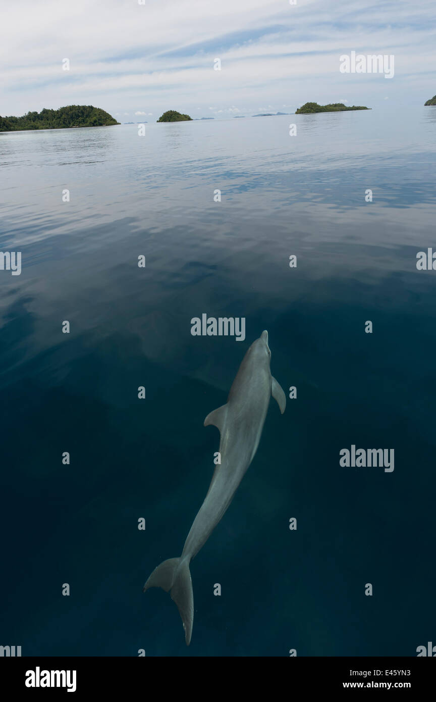 Indo-Pacific bottlenose dolphin (Tursiops aduncus) just below sea ...