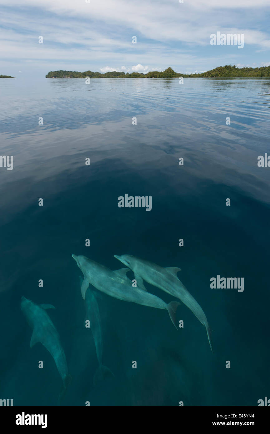 Indo pacific bottlenose dolphins hi-res stock photography and images ...