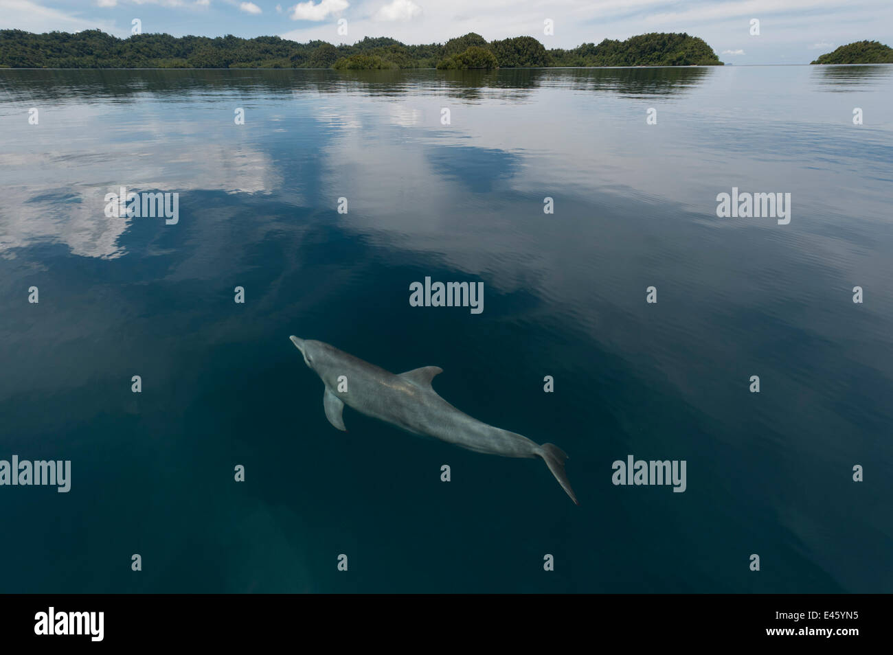Indo-Pacific bottlenose dolphin (Tursiops aduncus) just below surface ...