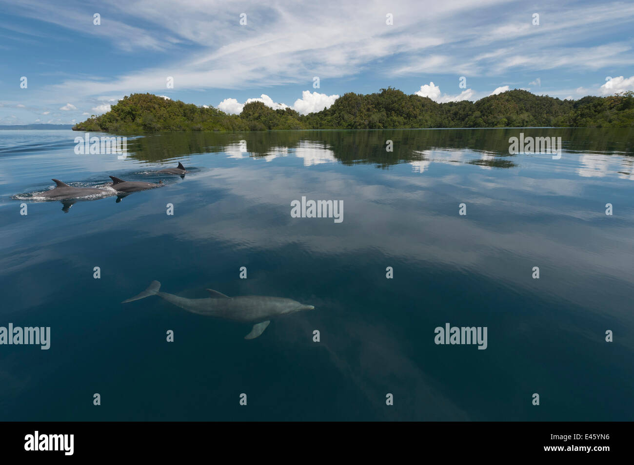 Indo pacific bottlenose dolphins hi-res stock photography and images ...