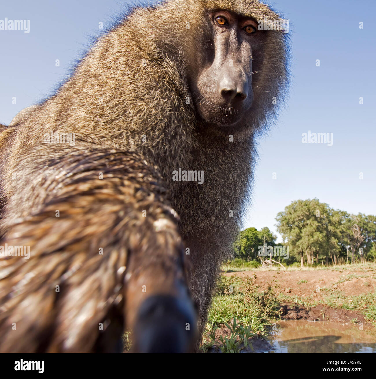 Papio anubis hand hi-res stock photography and images - Alamy