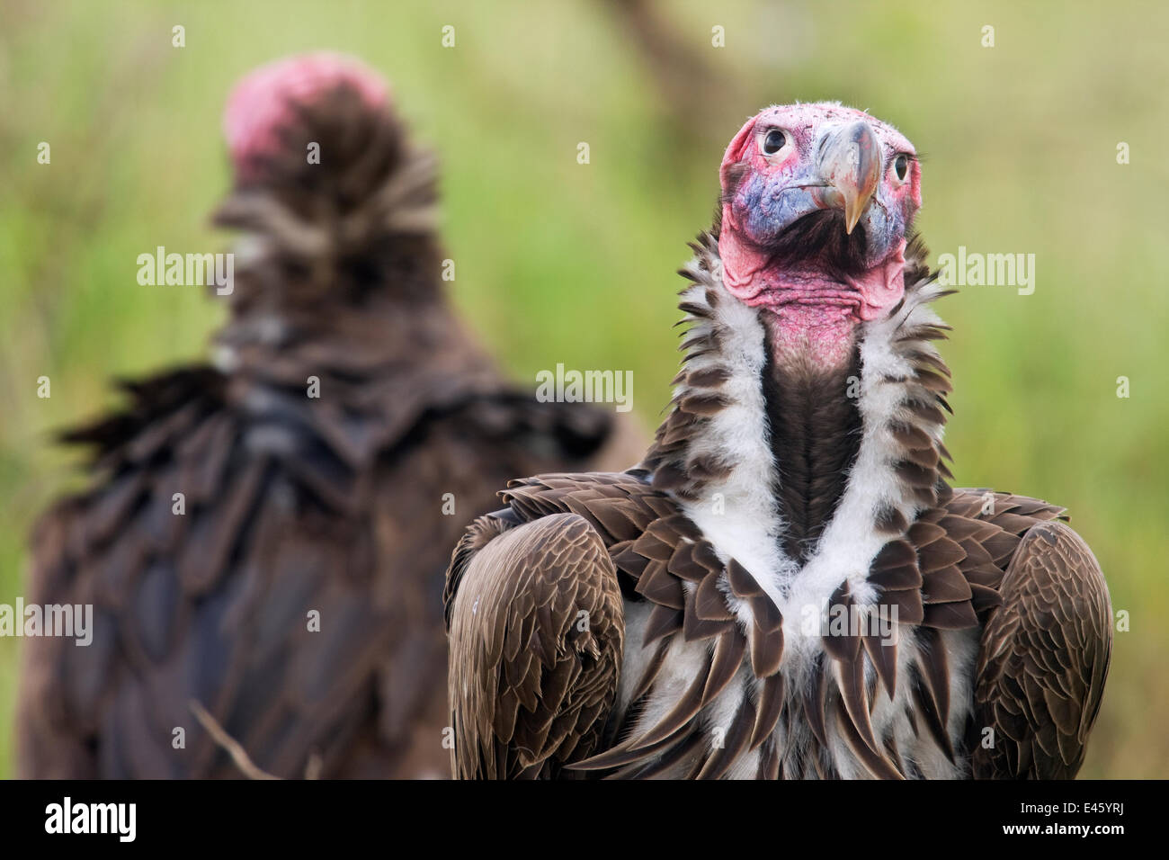 Lappet Faced Vulture Head