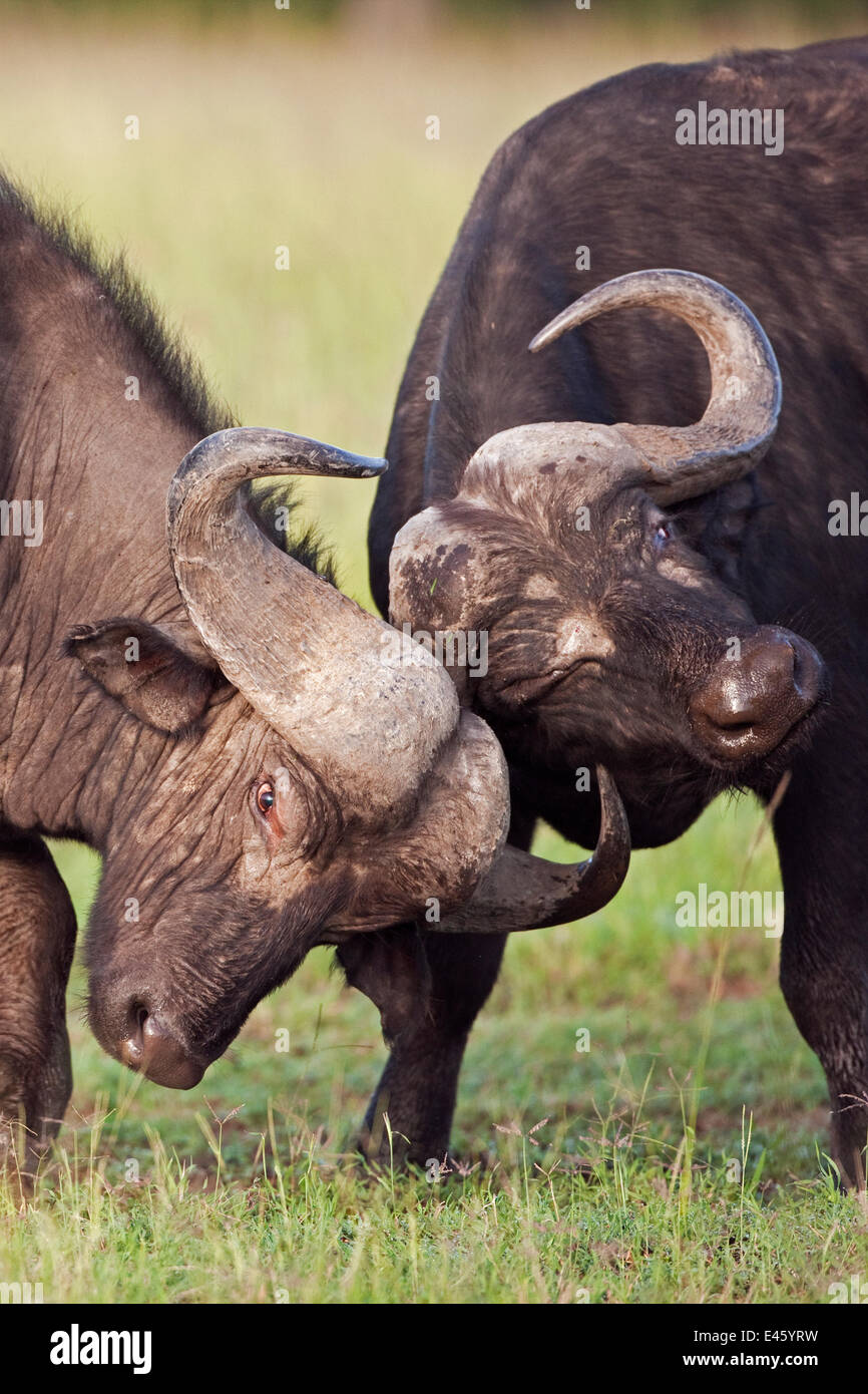 African cape buffalo fighting hi-res stock photography and images - Alamy
