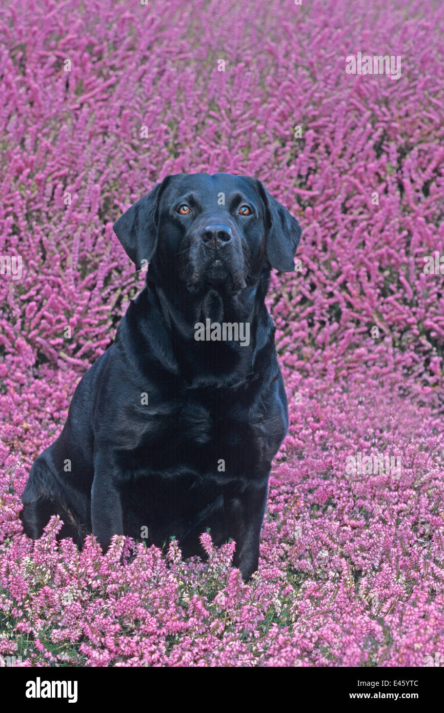 Black labrador amongst heather, UK Stock Photo - Alamy