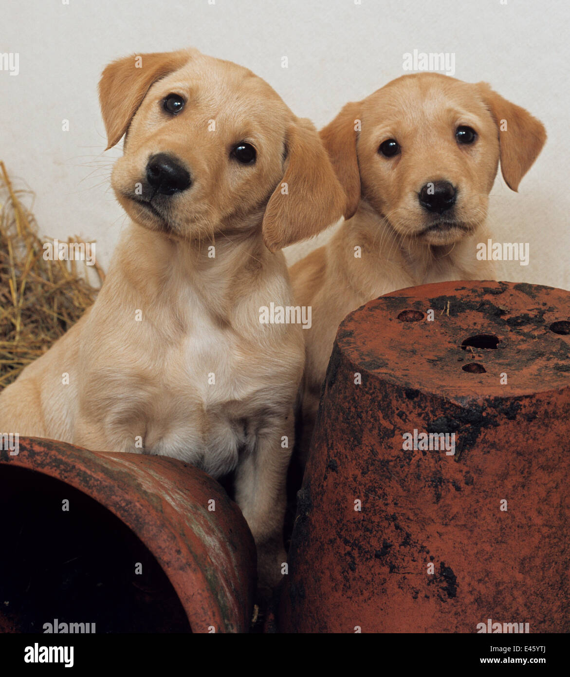 Yellow labrador, two puppies with flower pots Stock Photo - Alamy