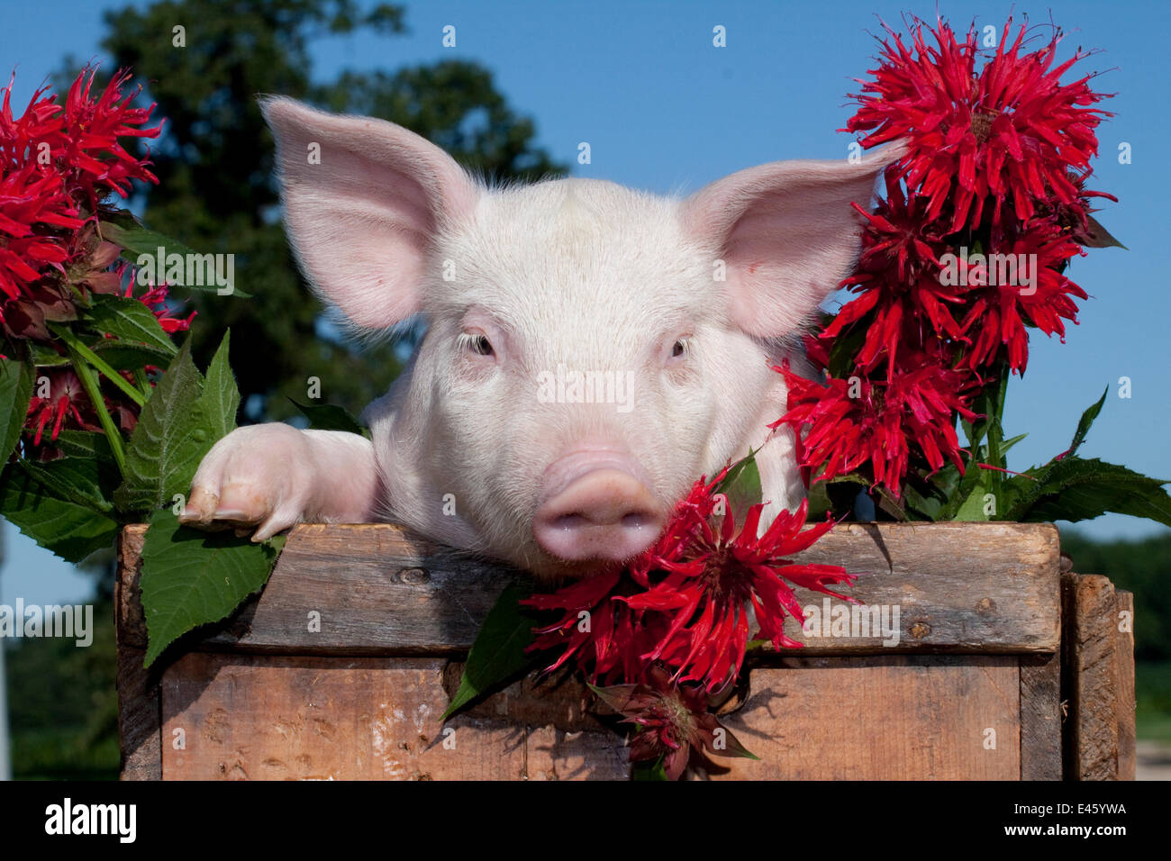 Domestic pig, White piglet in wooden case with bee balm flowers ...