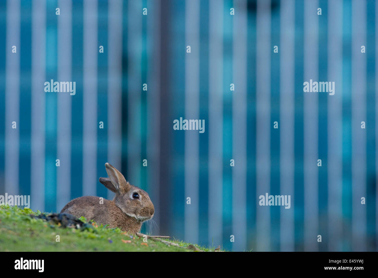 Rabbit Side View High Resolution Stock Photography and Images - Alamy
