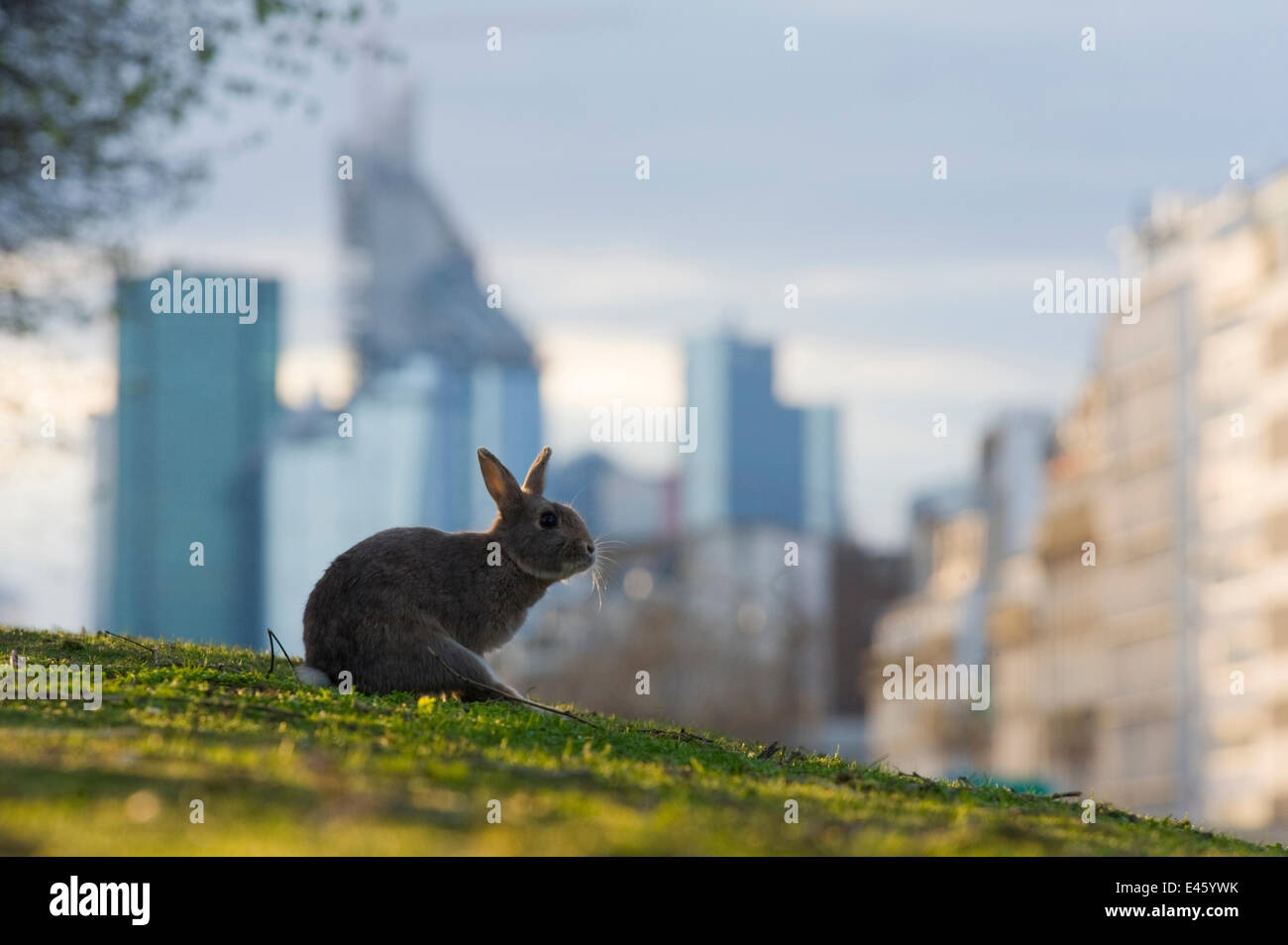 Rabbit on the grass High Resolution Stock Photography and Images - Alamy