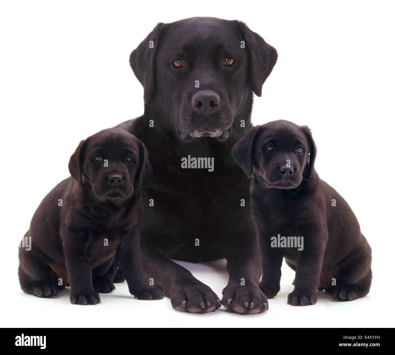 Black labrador looking out Cut Out Stock Images & Pictures - Alamy