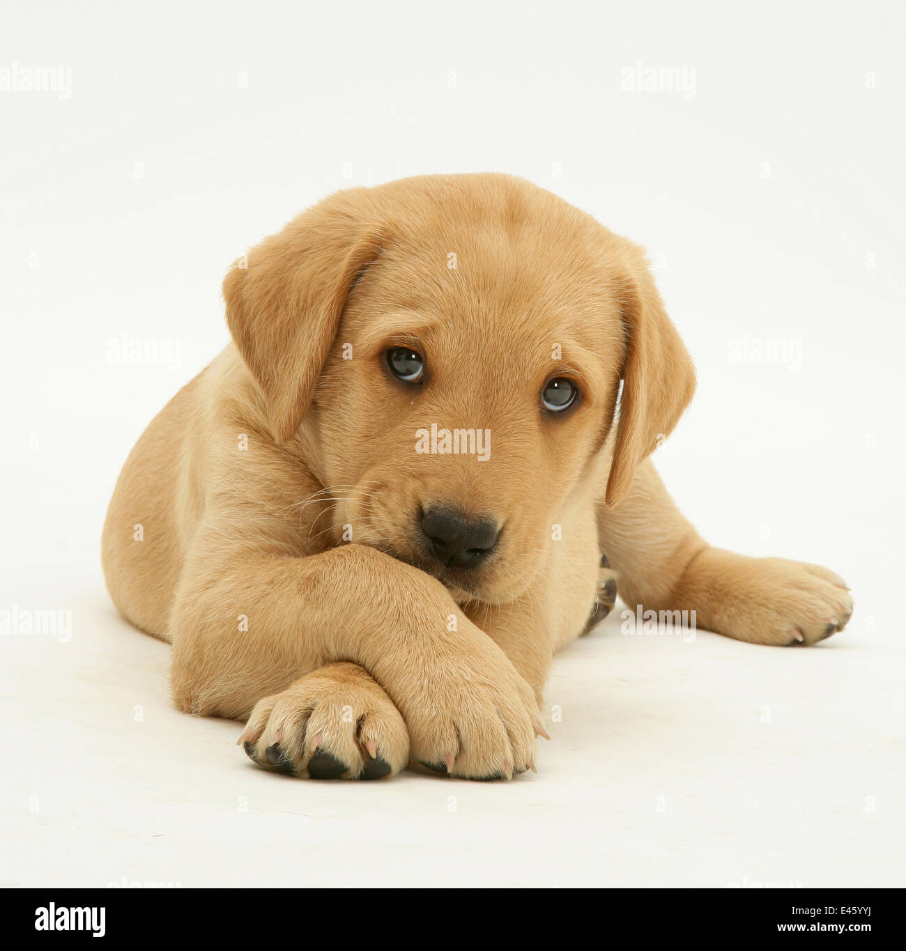 Yellow Lab Puppies 8 Weeks