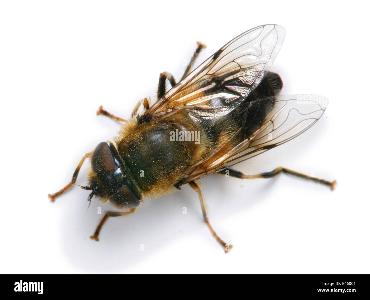 Drone Fly Insect High Resolution Stock Photography and Images - Alamy