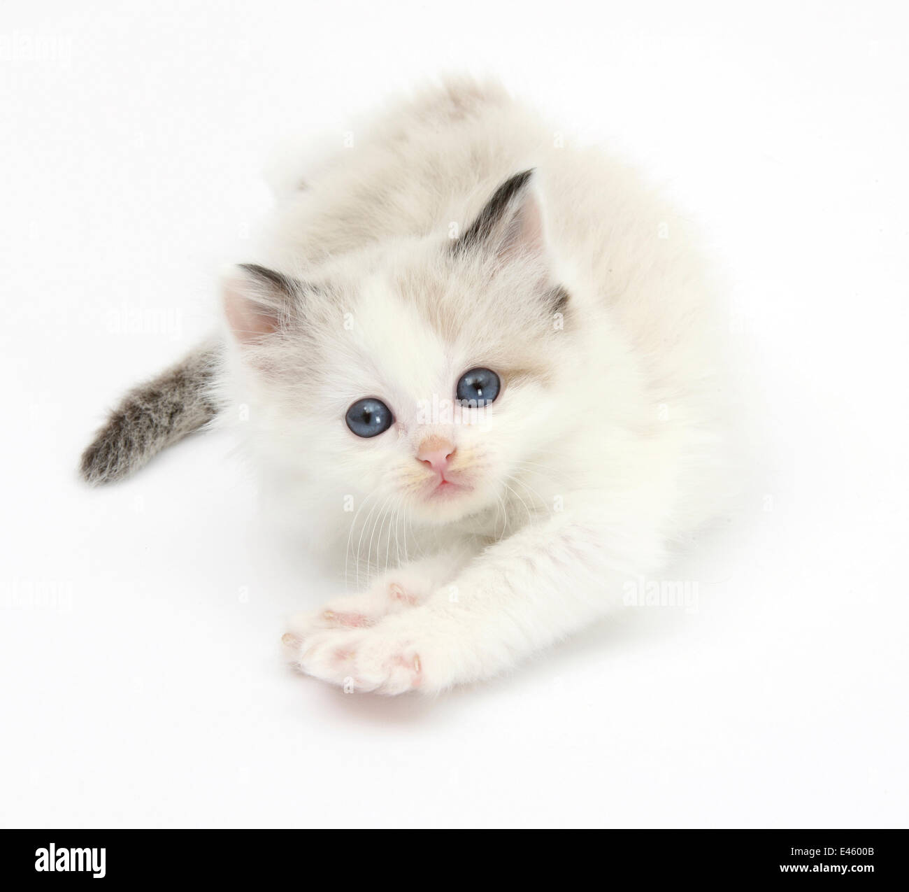 Colourpoint kitten stretching Stock Photo - Alamy