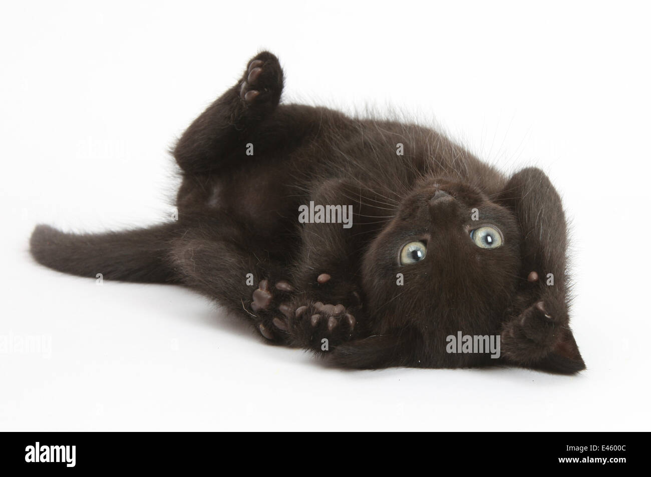 Back cute Cut Out Stock Images & Pictures - Alamy