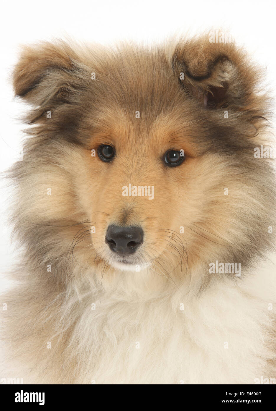 Rough collie puppy and dog hi-res stock photography and images - Alamy