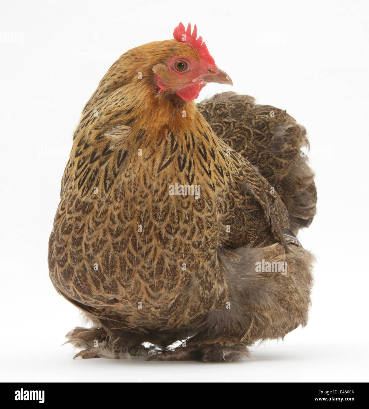 Partridge pekin bantam hi-res stock photography and images - Alamy