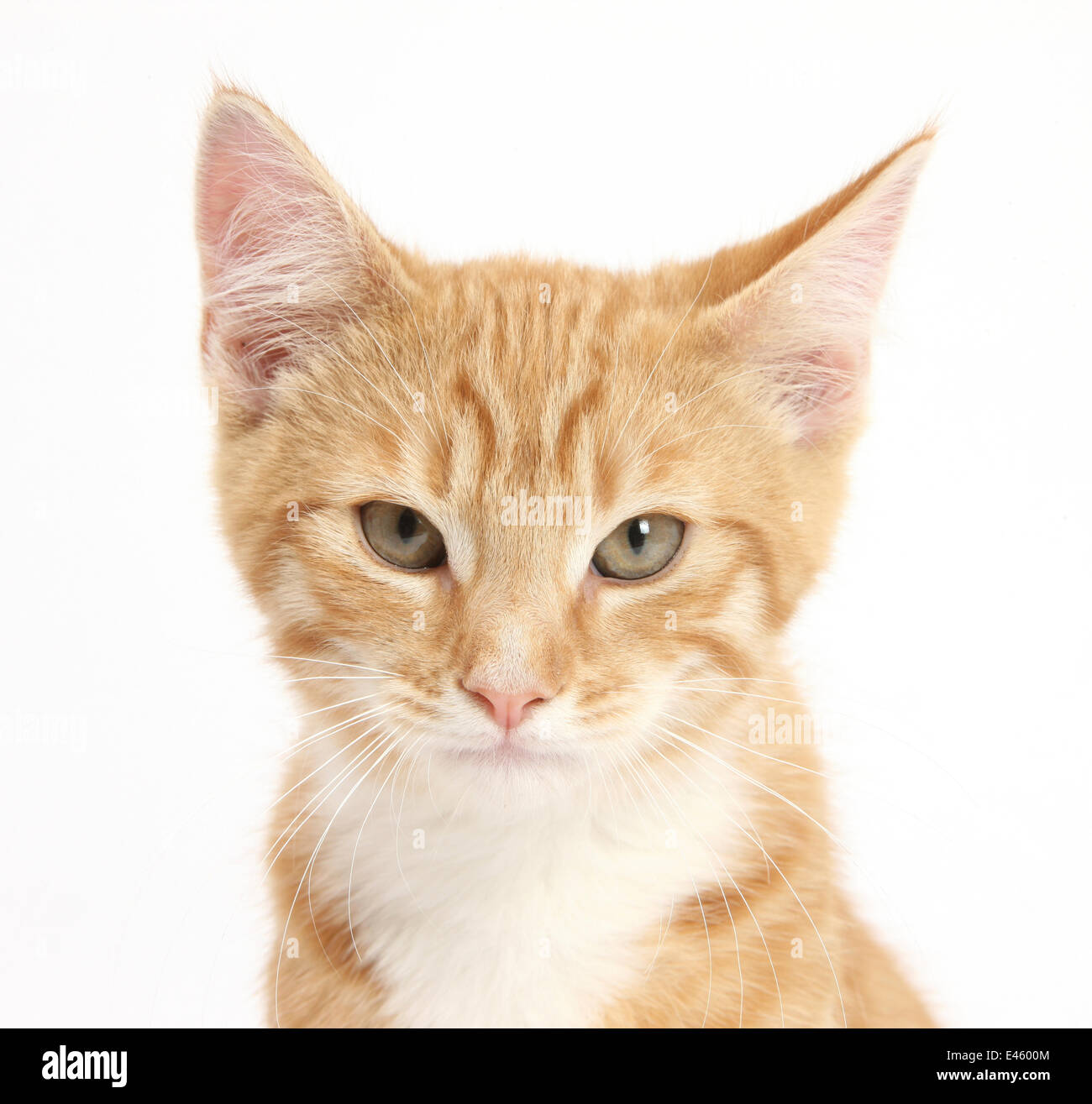 Portrait ginger cat close up Cut Out Stock Images & Pictures - Alamy