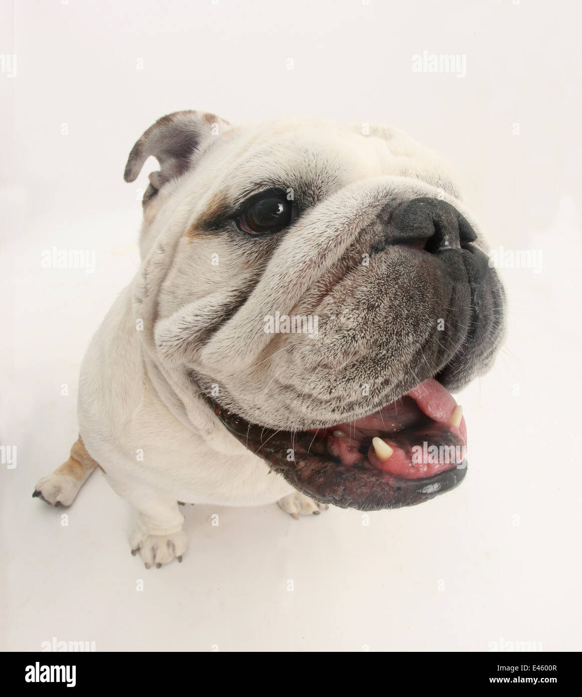 Dog staring up hi-res stock photography and images - Alamy