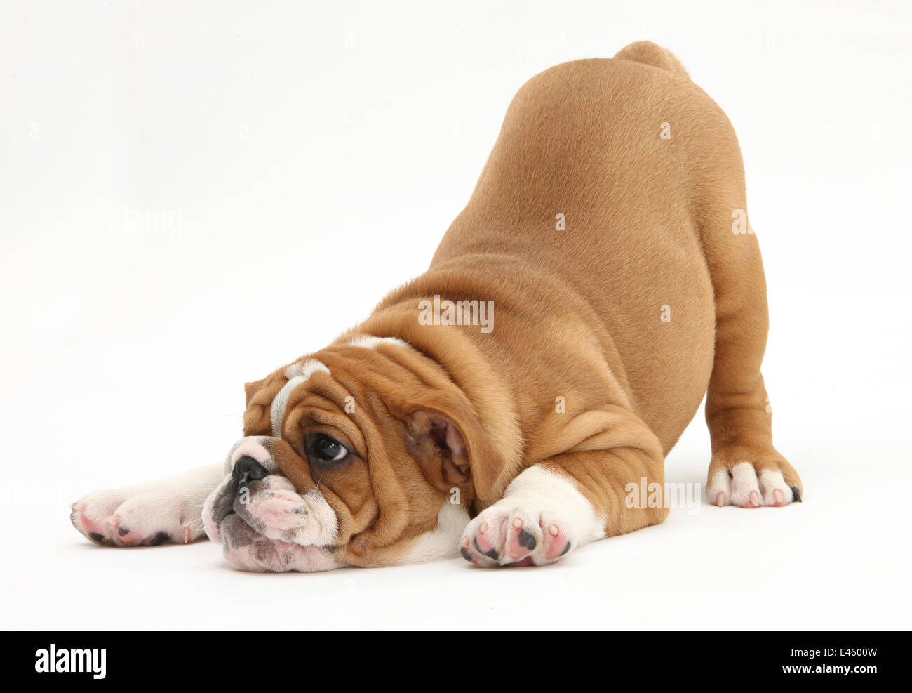 Dogs bowing in play hi-res stock photography and images - Alamy