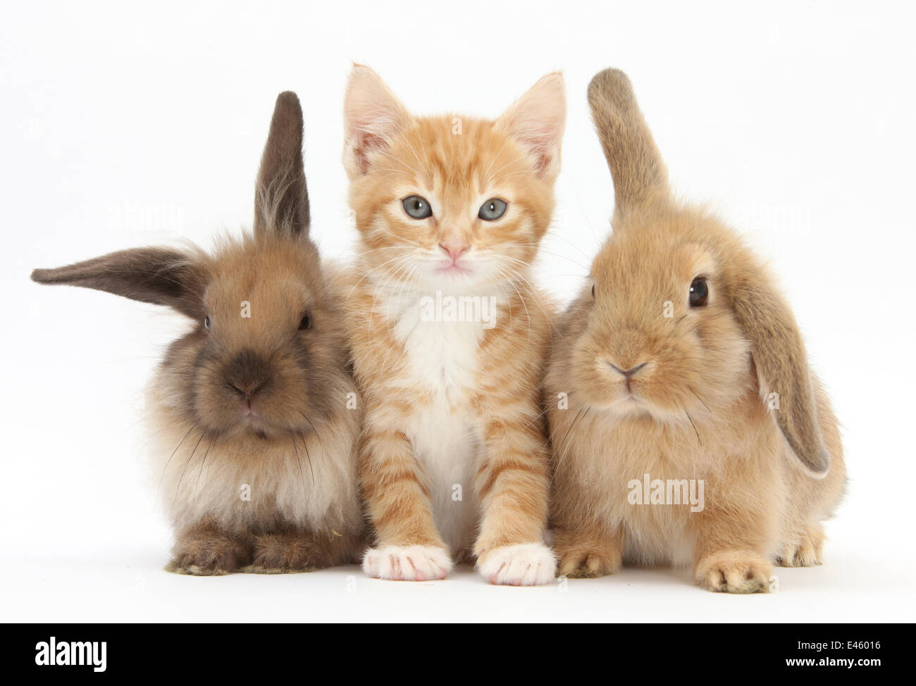 Ginger kitten, 7 weeks, sitting between two young Lionhead-Lop rabbits ...