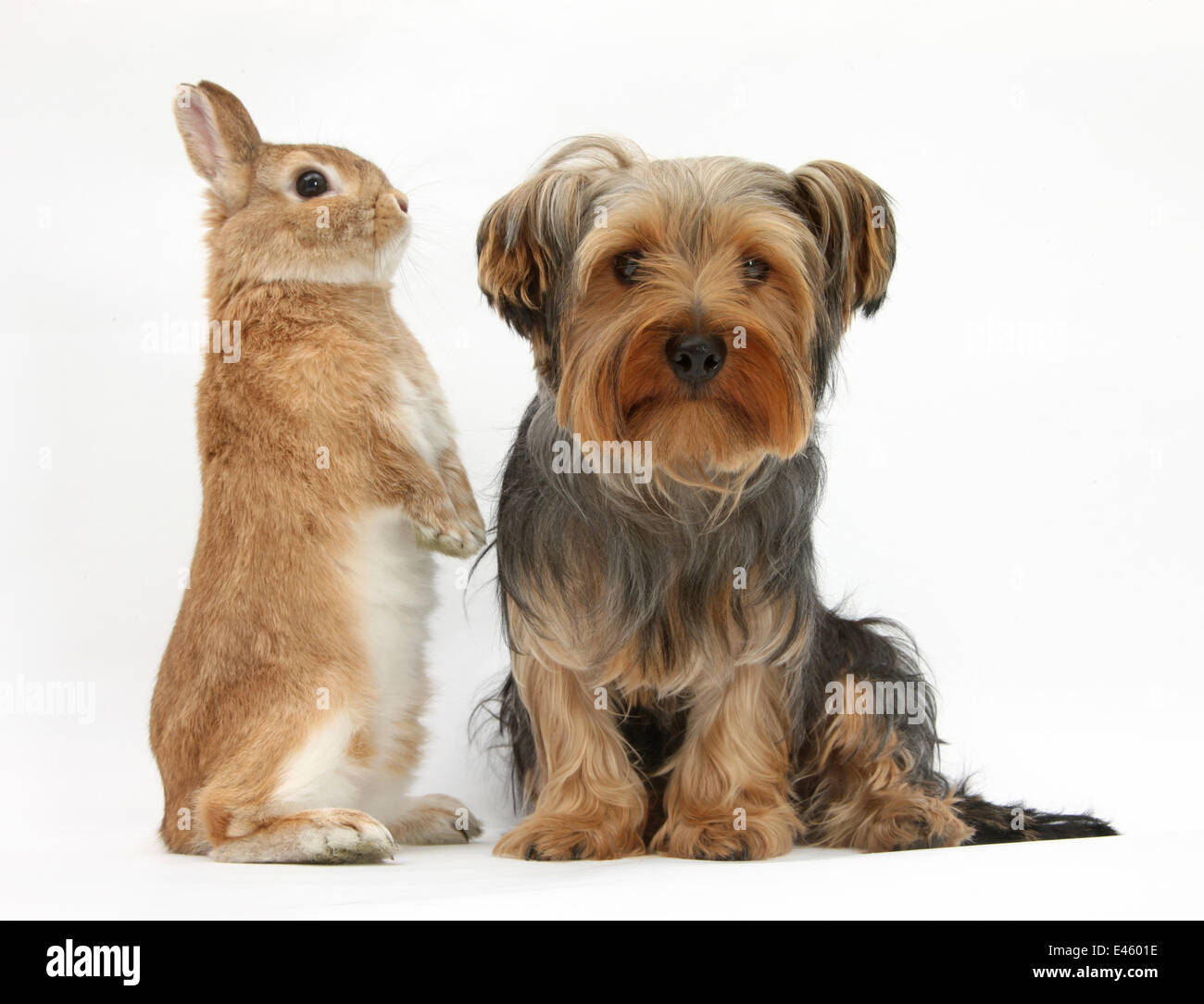 Yorkshire terrier cross hi-res stock photography and images - Alamy