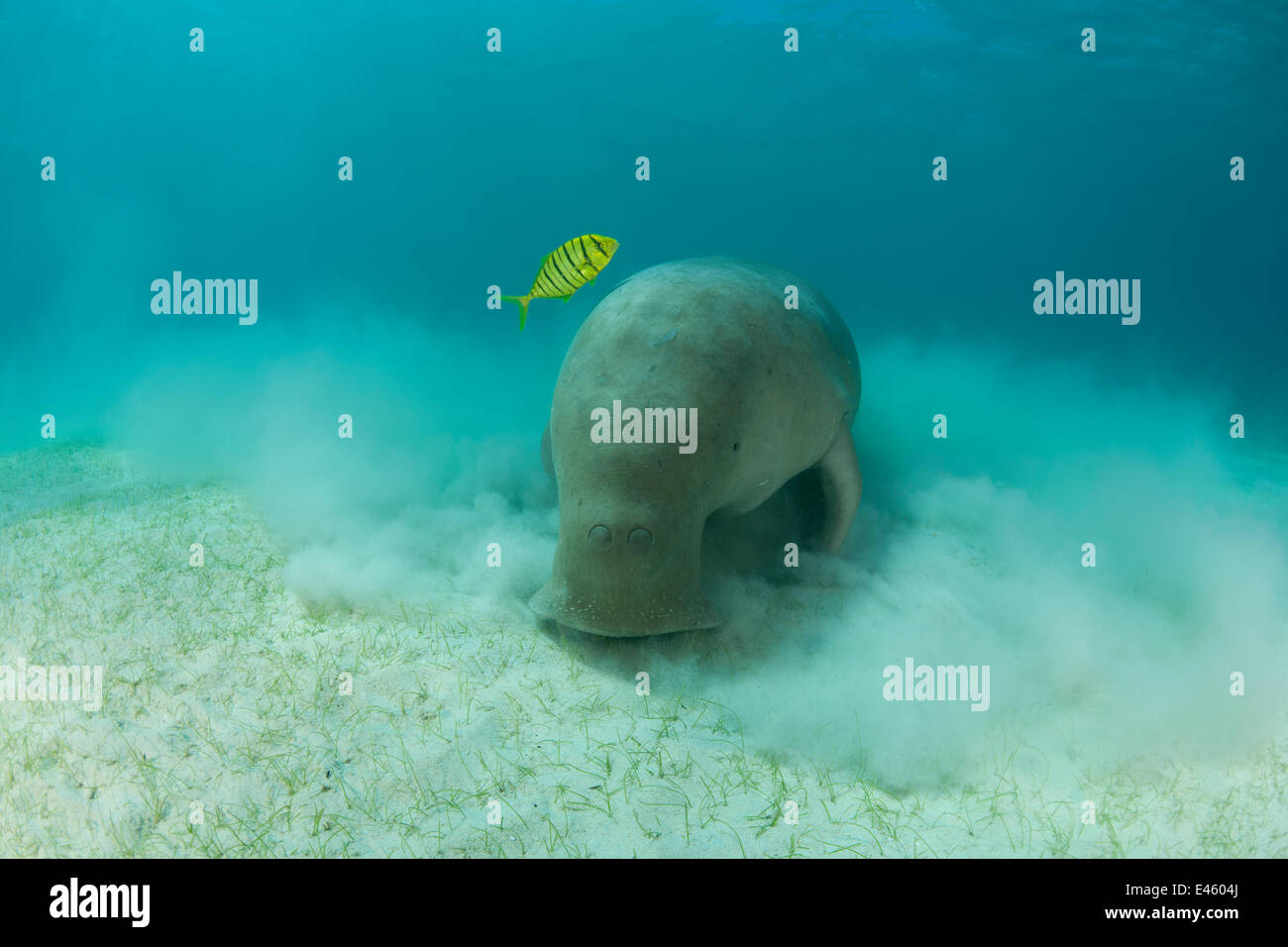 Dugong (Dugong dugon) feeding in the seagrass bed shadowed by a ...