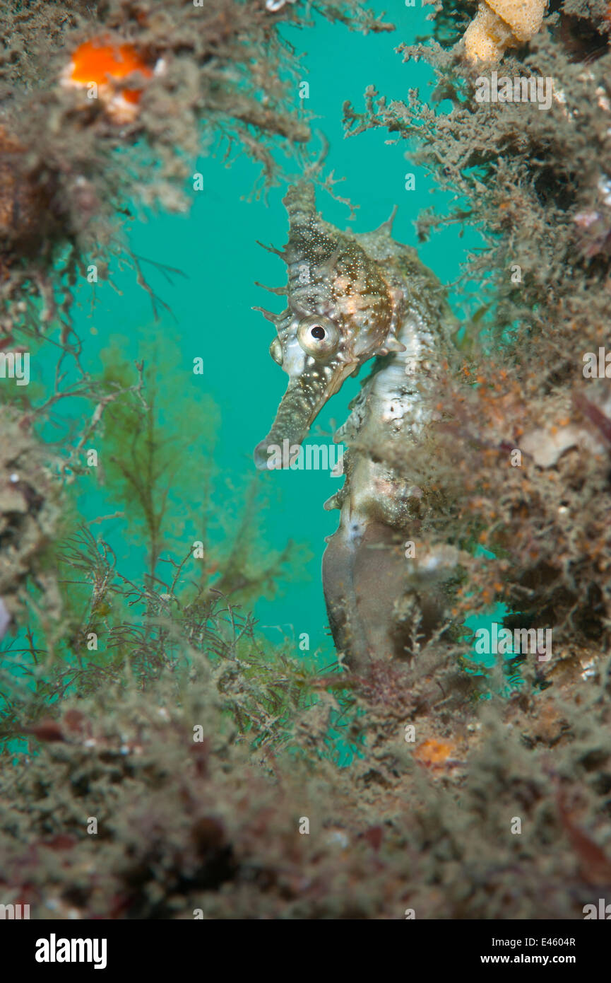 Golden pacific seahorse hi-res stock photography and images - Alamy