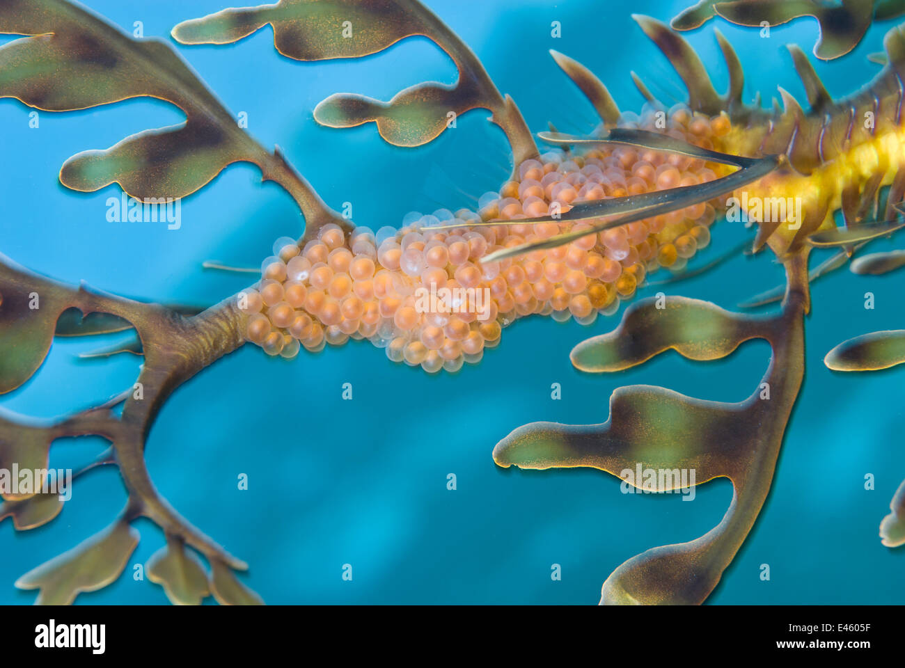 Phycodurus eques eggs hi-res stock photography and images - Alamy